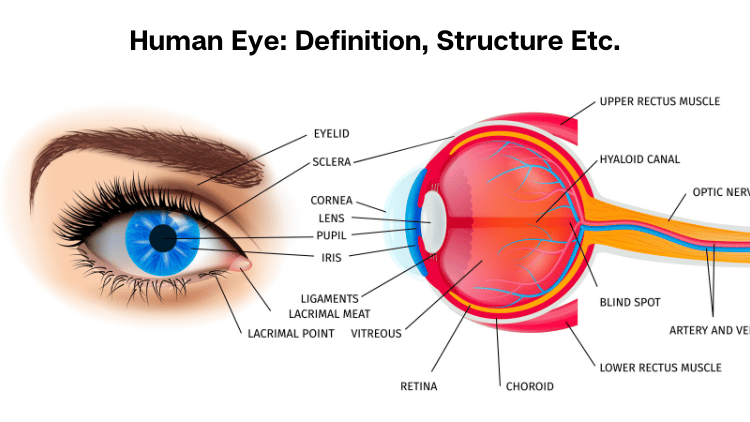 Human Eye Definition Parts Functions Structure and Diagram